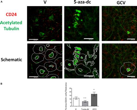 Gfap Astrocyte Marker Expression In Gfap Tk Mouse Spinal Cord Derived
