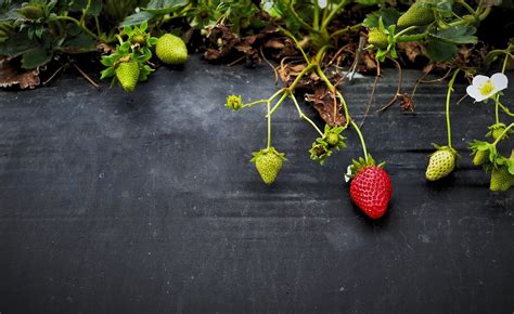Siembra Fresas En Tu Maceto Huerto Compra Macetas Para Sembrar