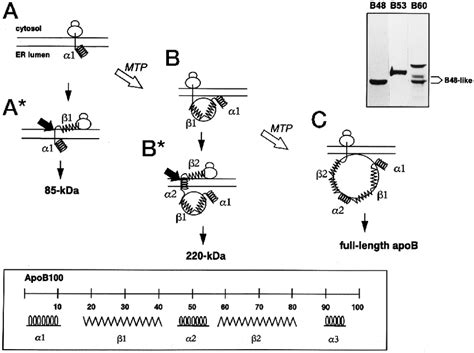 Model Of Cotranslational Formation Of The N Terminal 85 And 220 Kda