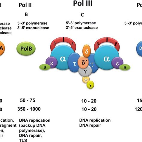 Dna Polymerase Diagram