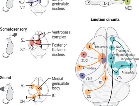 Principles Of Emotional Brain Circuit Maturation Science