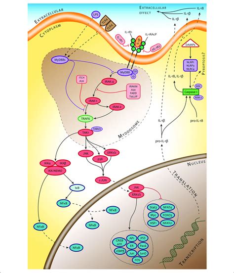 An Example Of Signaling Pathways Of Cells Interacting With