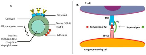 Toxins Free Full Text Exploring The Role Of Staphylococcus Aureus