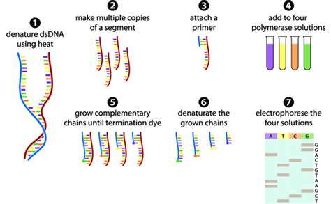Sanger Sequencing Letgen Biotechnology