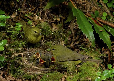 Orange Crowned Warblers At Nest Photograph By Damon Calderwood Fine