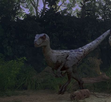 Velociraptor Antirrhopus Sornaensis Alpha Female S F Jurassic Pedia