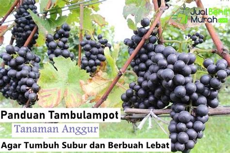 Inilah 7 Panduan Mudah Budidaya Tabulampot Anggur Agar Tumbuh Subur Dan