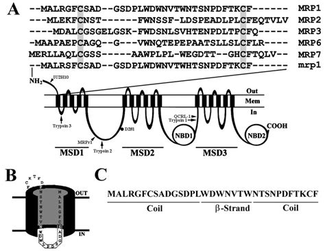 Sequence Alignment Of The Amino Termini Of Human Mrp1 2 3 6 And 7