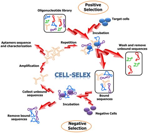 Schematic Depiction Of The Cell Selex Process Download Scientific Diagram