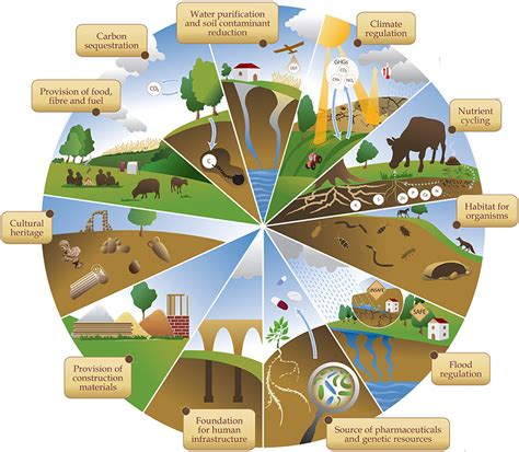 Ecosystem Services Diagram Quizlet