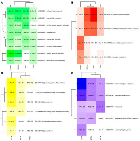 Go Overrepresentation Analysis Results Of Genes Significantly