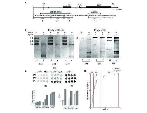 A A Scheme Of The Human Ribosomal Repeat Positions Of Sites For