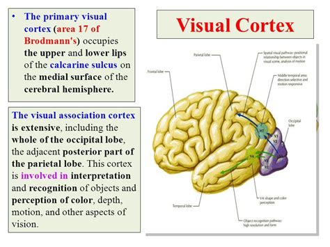 visual cortex the primary visual cortex area 17 of brodmann s