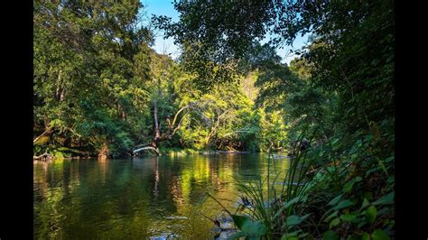 Relaxation Peaceful Calm Music Rainforest Sounds For Deep Sleep