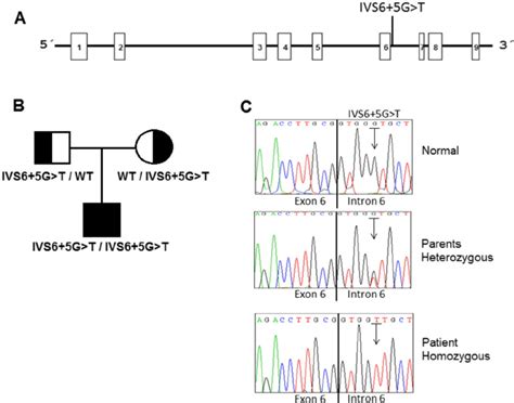 Mutant Analysis By Direct Dna Sequencing A Location Of Point Mutation