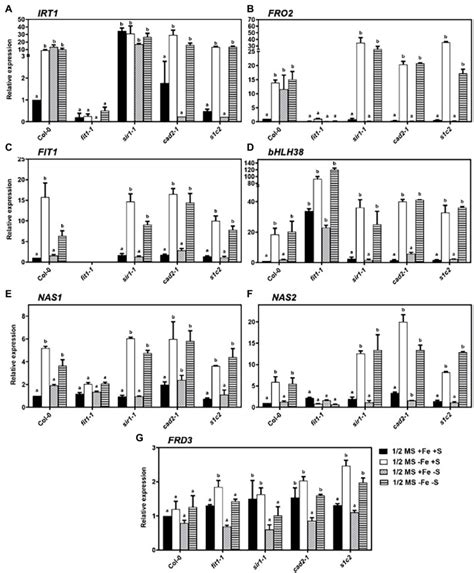 Expression Profiles Of The Genes Related To Iron Homeostasis In