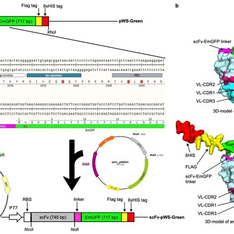 Construction Of Scfv Emgfp Fluorobodies A Schematic Representation And