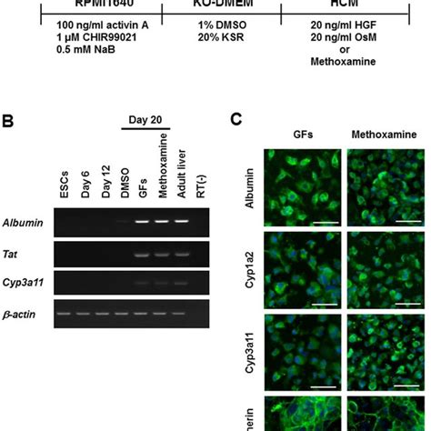 Differentiation Of Hepatocyte Like Cells From Mescs By Methoxamine
