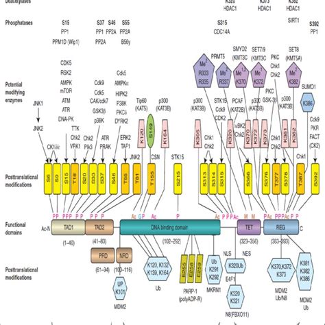 11 Human P53 Post Translational Modifications Download Scientific