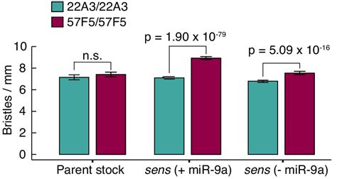 Figures And Data In Ordered Patterning Of The Sensory System Is