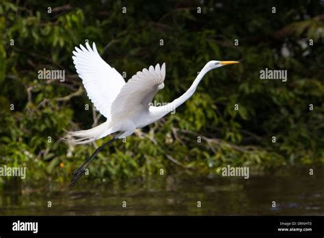 Alas De Ave Fotografías E Imágenes De Alta Resolución Alamy