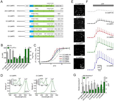 A Schematic Representation Mutations Are Indicated With Respect To