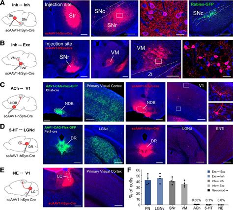Synaptic Specificity And Application Of Anterograde Transsynaptic Aav