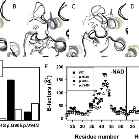 Molecular Dynamics Simulations Reveal Conformational Heterogeneity In