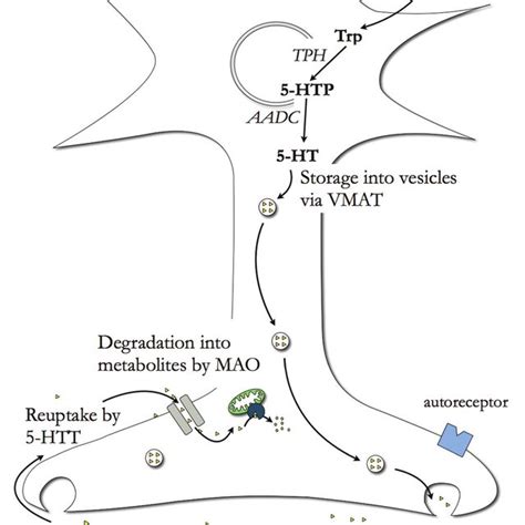 Schematic Overview Of The Serotonin Transporter Gene Slc6a4 Nm 001045