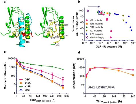 Optimising Glp 1r Potency Of Disulphide Bridge Dsb 7 Peptide In