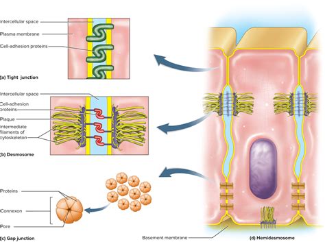40 Cell Junctions Diagram Kieronjolanka