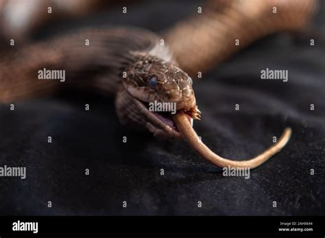 Haustier Schlange Fütterung Essen Eine Weiße Ratte Mit Nur Den Schwanz