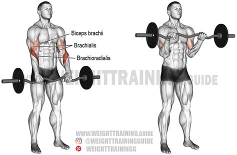 Ez Bar Reverse Curl Exercise Instructions And Video Weight Training