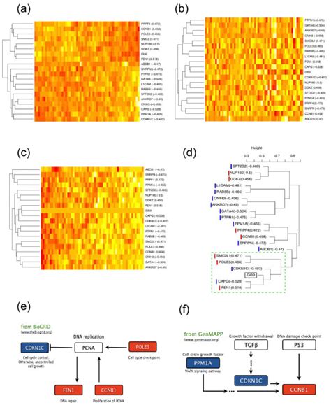 Heatmaps And Clustering Dendrogram A Hierarchical Clustering With