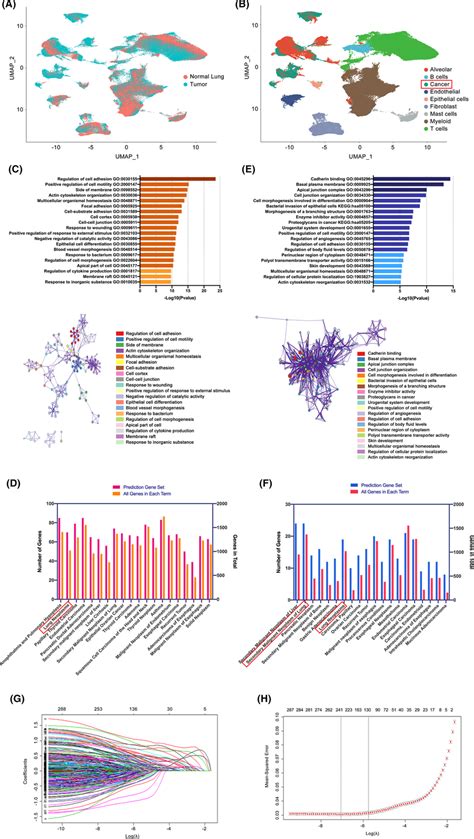 Single‐cell Transcriptomic Atlas Of 29 Samples From Normal Lung Early