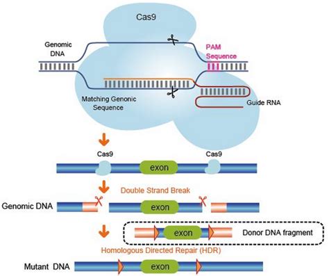 Crispr Cas9基因敲除课题设计——莱博生物