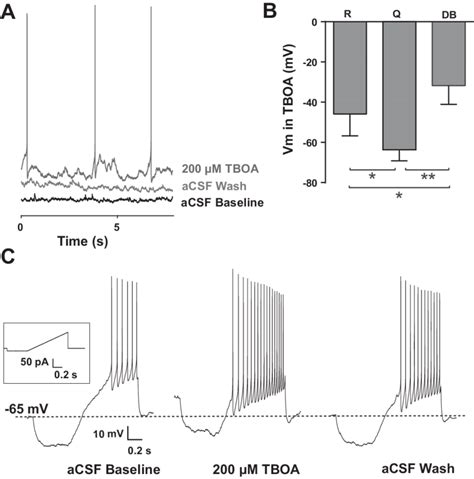 Eaat Blockade Increases Nts Action Potential Ap Discharge A