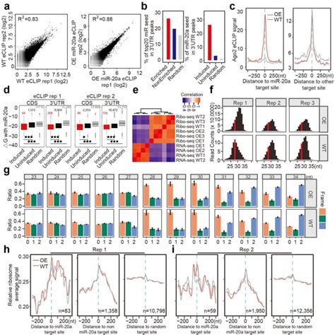 Genome Wide Analysis Of Ago2 Eclip Ribo Seq And Rna Seq Data A The
