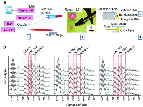 A Raman And Low Coherence Interferometry Raman Lci Gradient Index