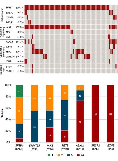 Distribution Of Mutations In 14 Genes In 75 Rars T Patients A Rows