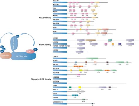 The Emerging Roles Of E3 Ubiquitin Ligases In Ovarian Cancer