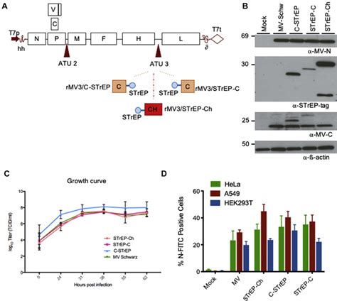 Recombinant Viruses Express Tagged Mv C Proteins And Replicate At High