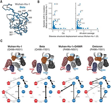 Shifting Mutational Constraints In The Sars Cov 2 Receptor Binding