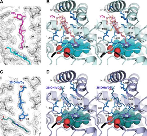 Vd 3 And 25 Oh Vd 3 Binding To Vdh K1 Final 2f O F C Electron Density
