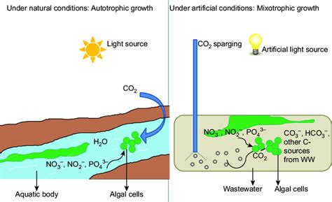 Schematic Representation Of Algal Cells Undergoing Autotrophic And