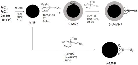 Produce For The Synthesis And Functionalization Of Mnps Download