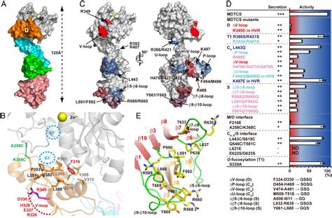 Crystal Structures Of The Noncatalytic Domains Of Adamts13 Reveal