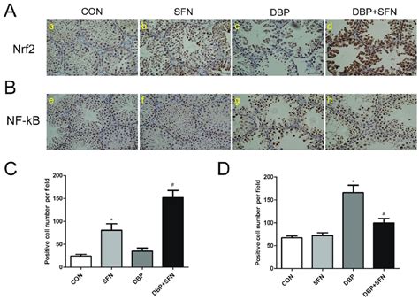 Sfn Supplementation Influences Expression Levels Of Nrf2 And Nf κb In