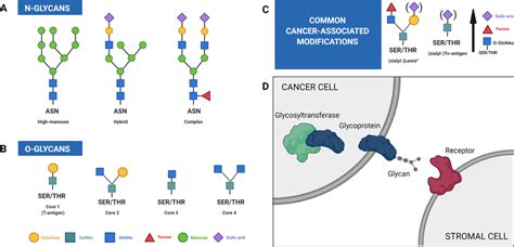 An Introduction To Glycan Structure And Glycosylation Reactions