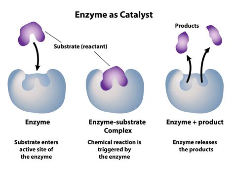 How Enzymes Work Talking Pools Podcast News